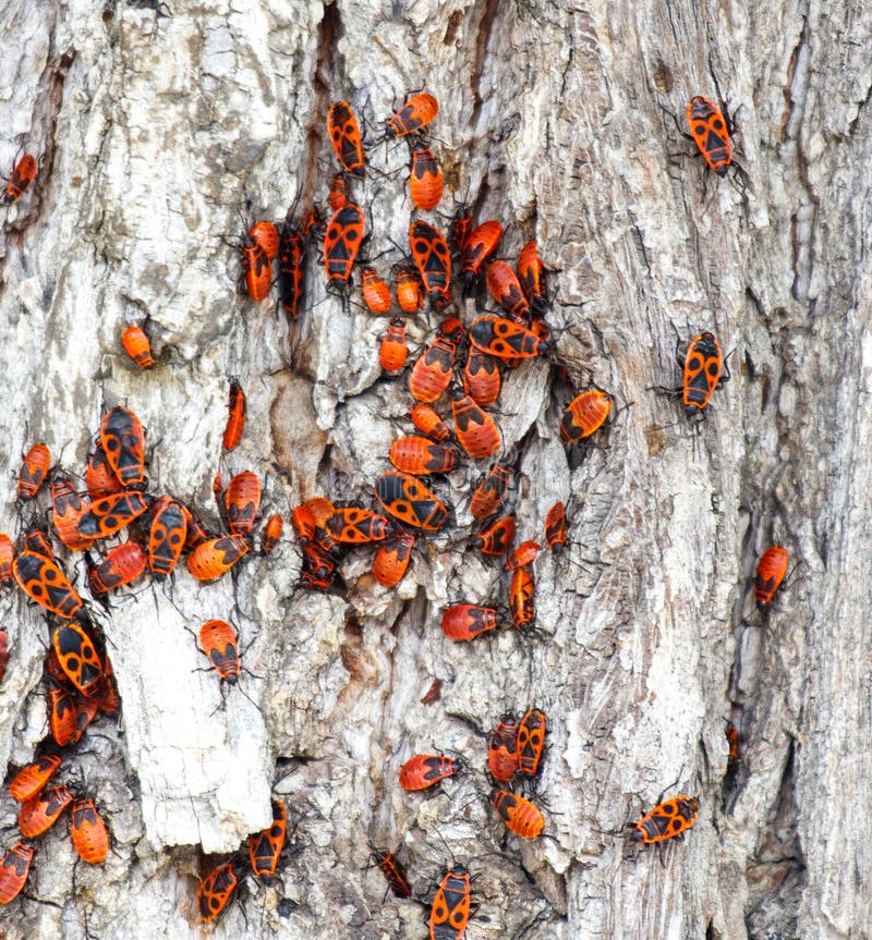 Close-up of a red wood bug stock photo. Image of beautiful - 332206248