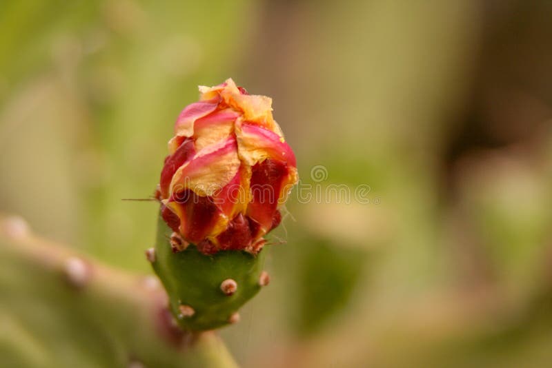 Close Up from a Red Yellow Cactus Blossom Stock Photo - Image of ...