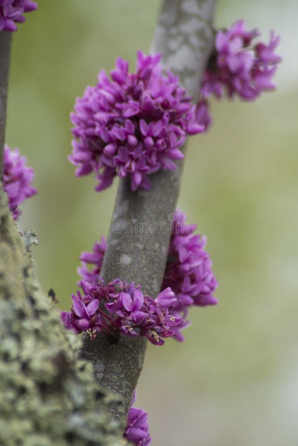 Redbud Tree Blooms and New Growth in the Smokies. Stock Photo - Image ...