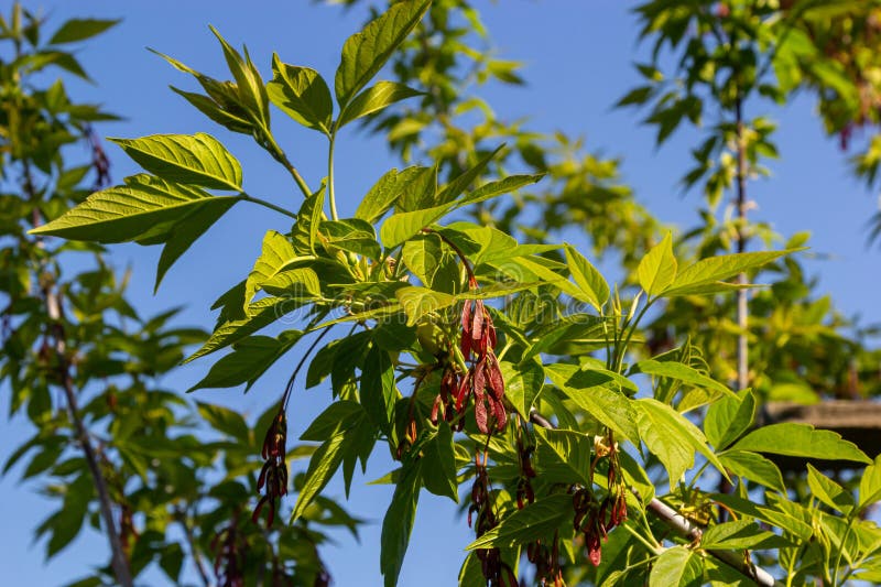 A Close-up of the Reddish-pink Ripening Fruits of the Maple Stock Photo ...