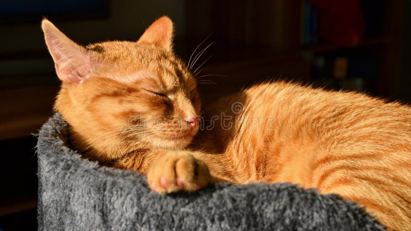Close-up of a Redhead Kitten Sleping in the Den Stock Photo - Image of ...