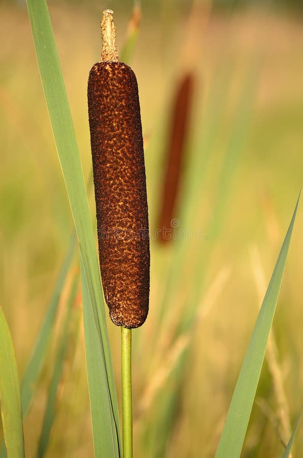 Close up reed stock image. Image of nature, beautiful - 26516515