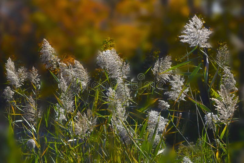 Close-up the Reed Flower on the Side of the Road Stock Photo - Image of ...