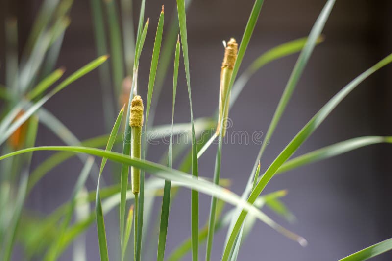 Cattails in a Background Scene Stock Image - Image of plant, garden ...