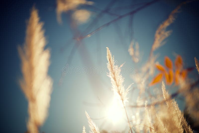 Close-up of a reed plant stock photo. Image of light - 261588424