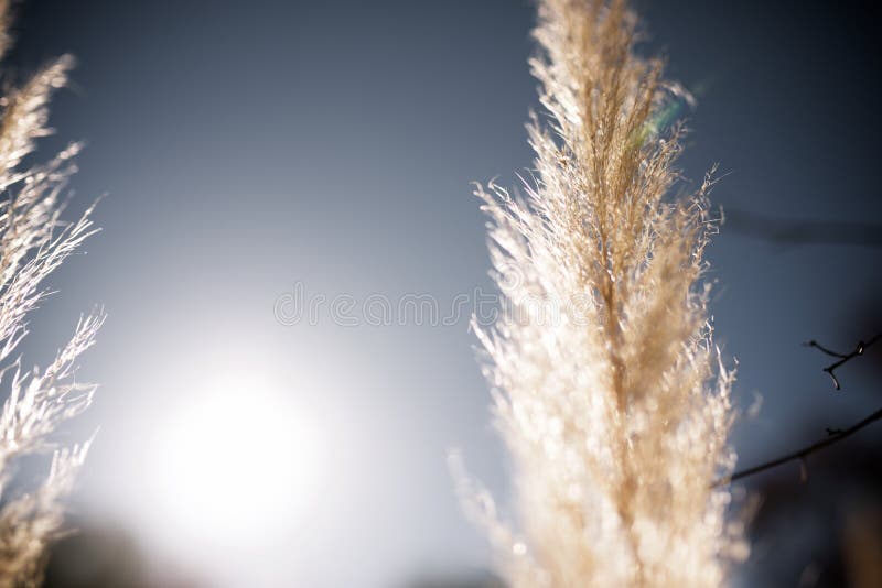 Close-up of a reed plant stock photo. Image of macro - 264433038