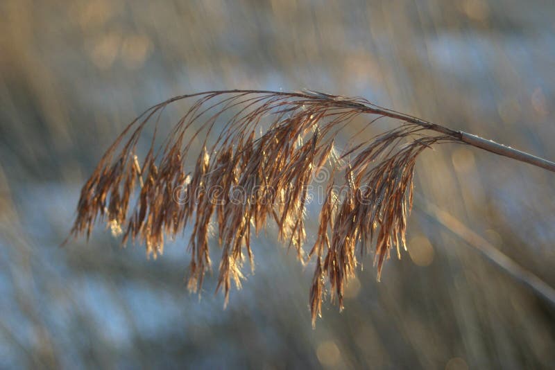 Beautiful Sunny Day on the Fields Stock Image - Image of finland ...