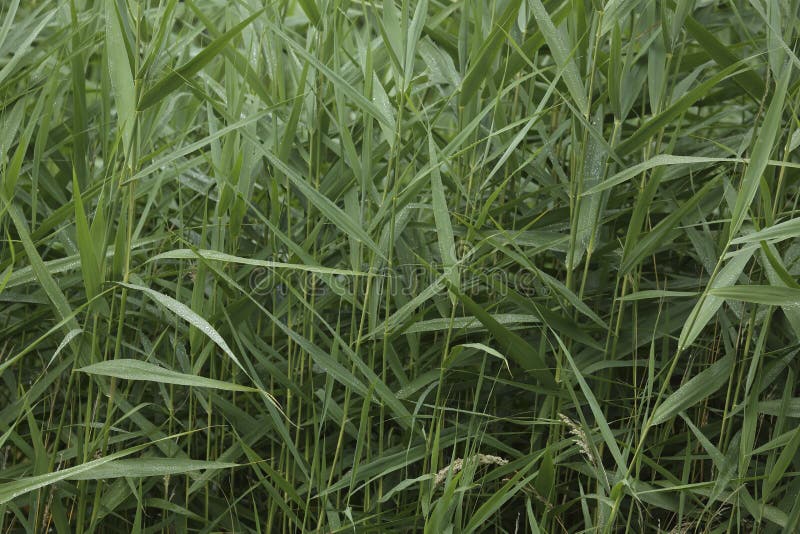 Close-up of Reed at the Waterside Stock Photo - Image of growth, river ...
