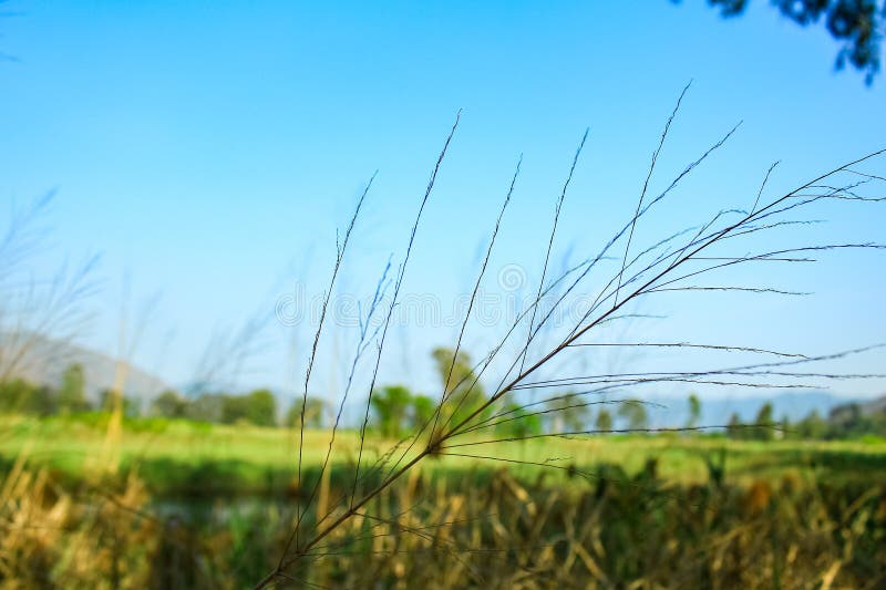 The Close-up of Reeds Grass with Blue Sky and Trees in the Background ...