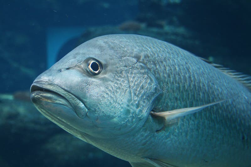 Shiny Fish Stock Photos - Download 15,149 Royalty Free Photos