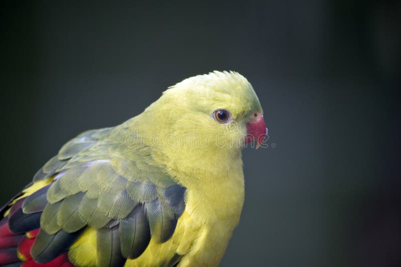 This is a Side View of a Regent Parrot Stock Photo - Image of winged ...