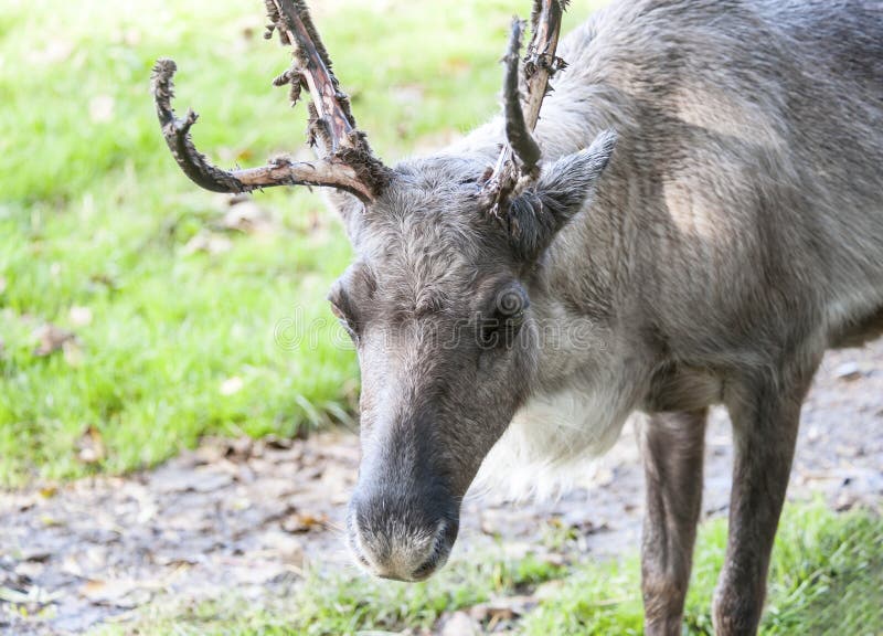 Close-up of Reindeer on the Soil Stock Photo - Image of looks, cold ...