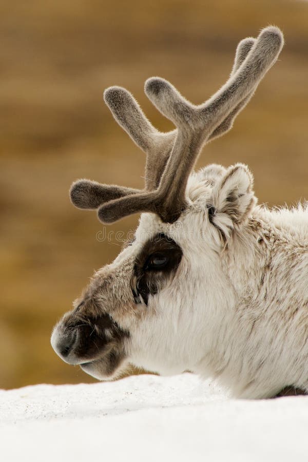 5,080 Reindeer Head Stock Photos - Free & Royalty-Free Stock Photos ...