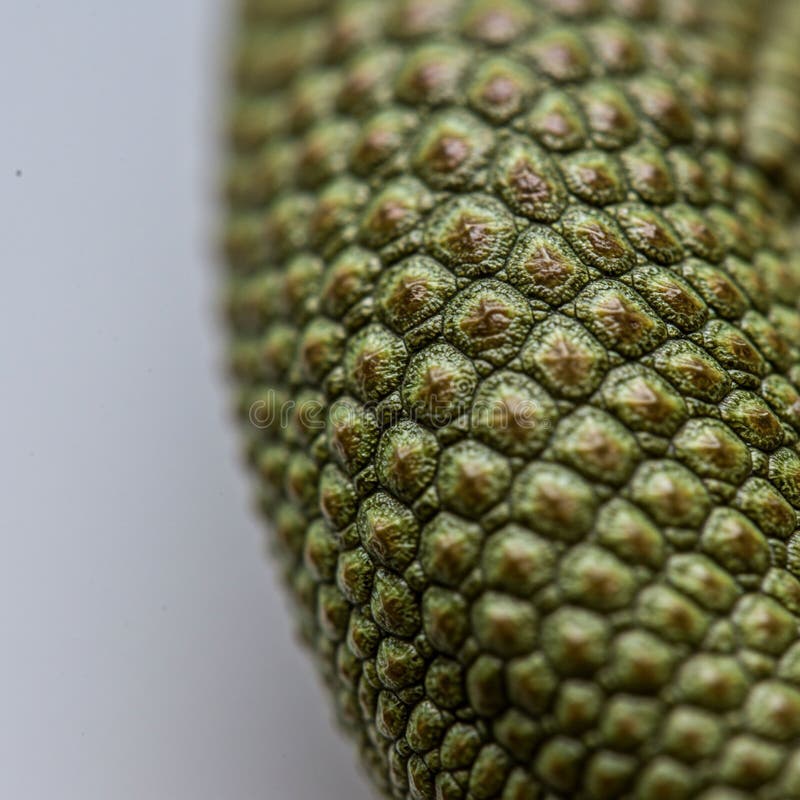 Hexagonal Scales Pattern Stock Illustrations – 195 Hexagonal Scales ...