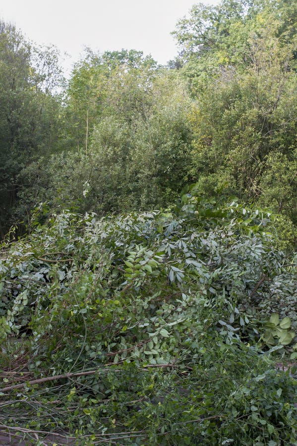Close Up Residual Waste of Trees at Amsterdam the Netherlands 15-8-2024 ...