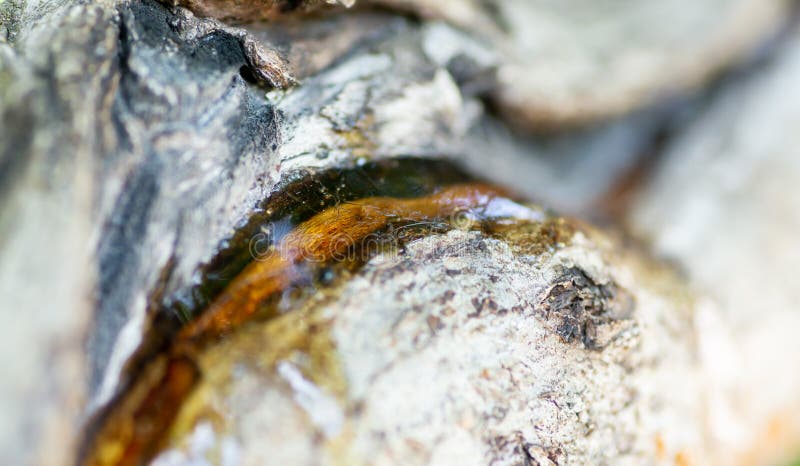 Close-up of the Resin on Cherry Tree Stock Image - Image of mental ...