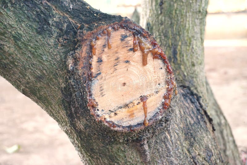 Resin from tree stock photo. Image of trunk, closeup - 109438794