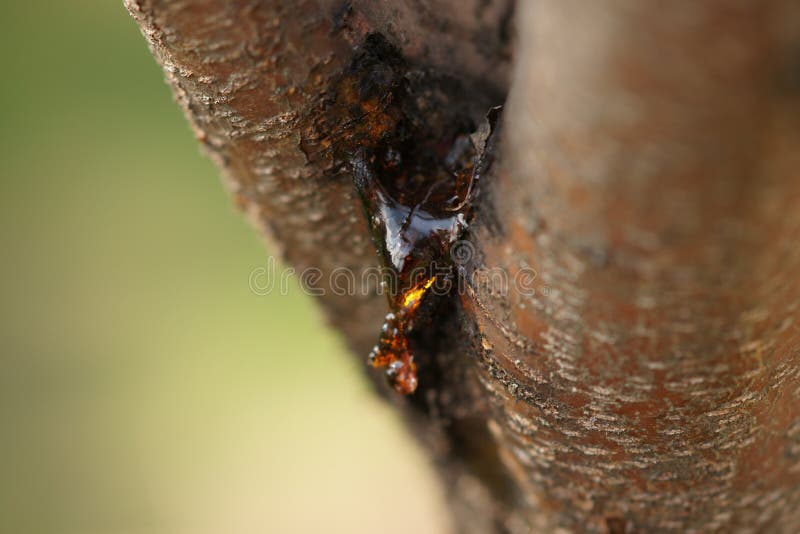 Close-up Resin on a Tree Trunk, Selective Focus on a Green Background ...