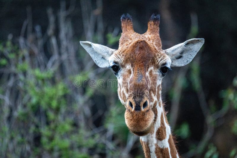 Close-up of Reticulated Giraffe Head Facing Camera Stock Photo - Image ...