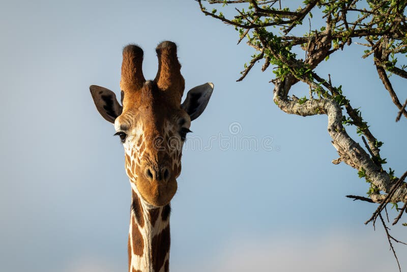 Close-up of Reticulated Giraffe Head by Tree Stock Image - Image of ...