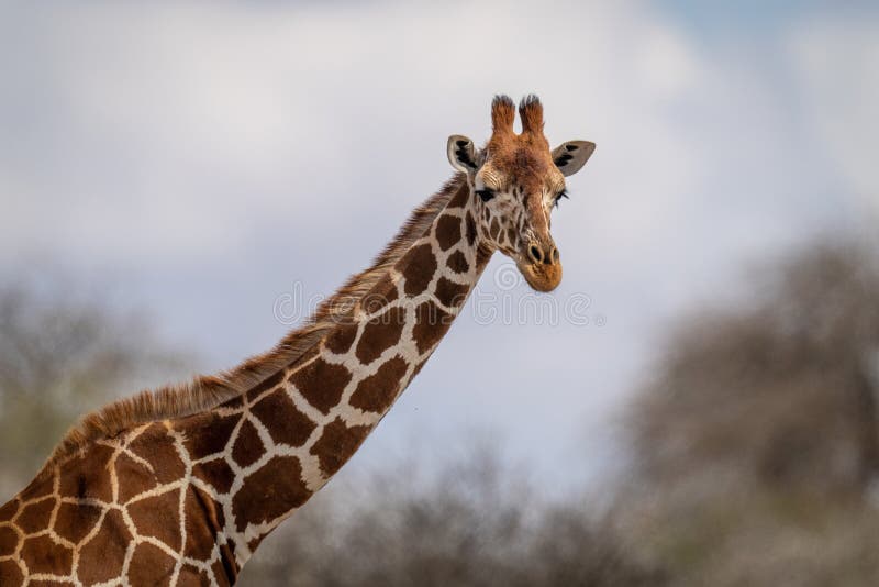 Close-up of Reticulated Giraffe Looking at Camera Stock Image - Image ...