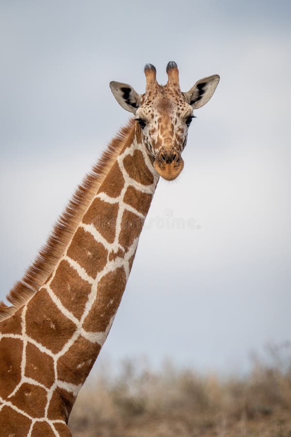 Close-up of Reticulated Giraffe Looking Towards Camera Stock Image ...