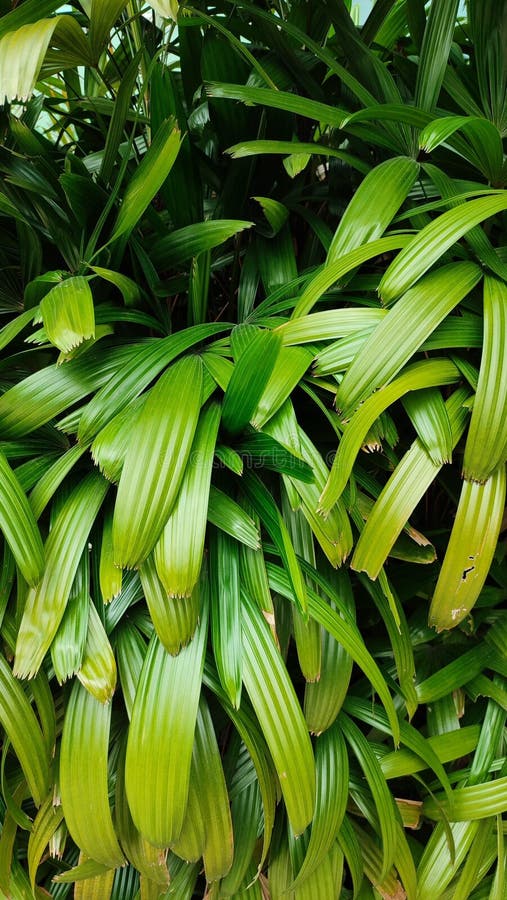 Close Up of Rhapis Excelsa Leaves,bamboo Palm, Waregu Palm Stock Photo ...