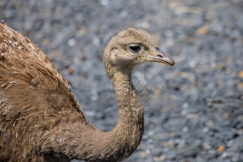 Close-up of Rhea stock image. Image of profile, standing - 85121973