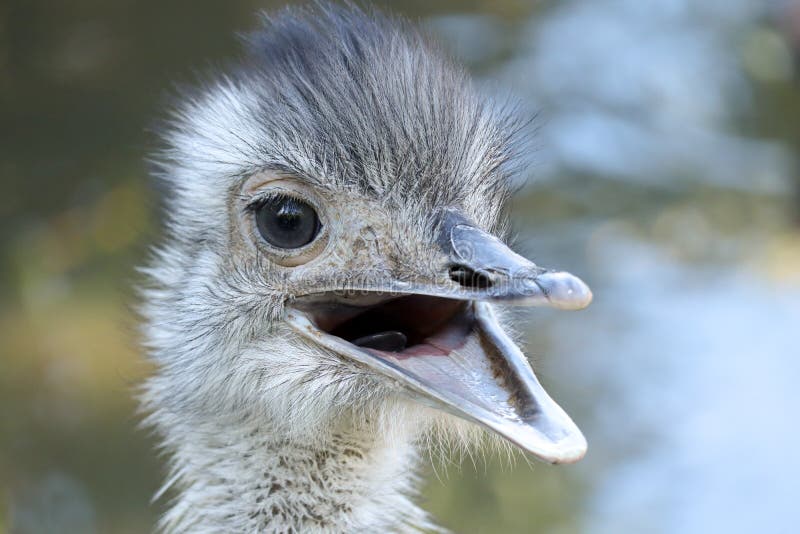 Close up of Rhea head stock photo. Image of head, south - 246374520