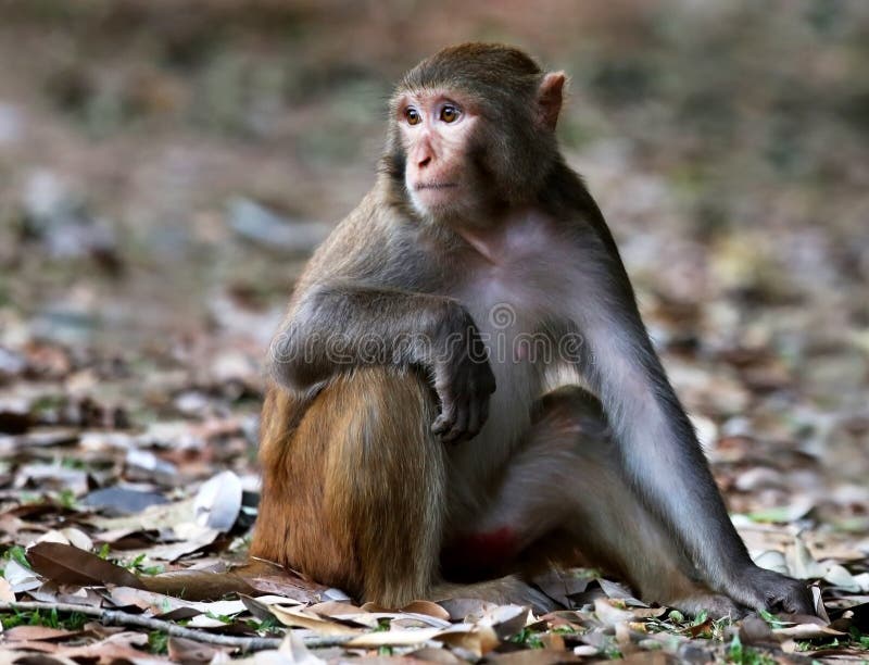 Close Up Rhesus Macaques`s Face, Jaipur in India Stock Image - Image of ...