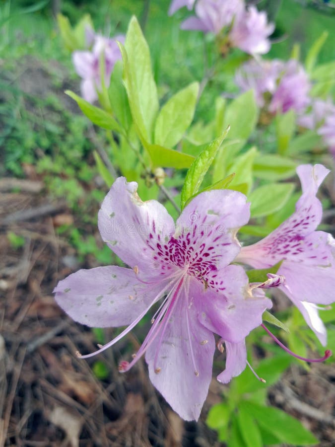 Close-up of Rhododendron Branch Stock Photo - Image of growth, closeup ...