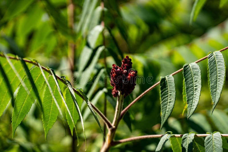 Close Up of Rhus Typhina, Red Blossom of Sumac Tree Stock Photo - Image ...