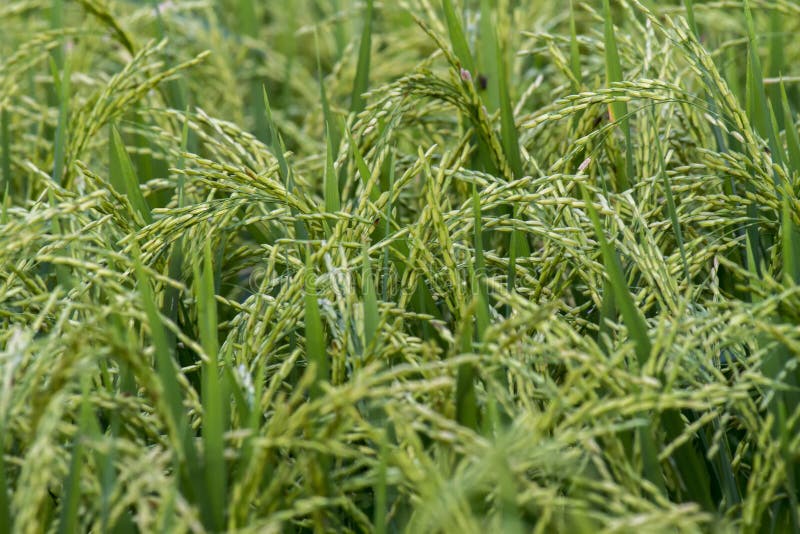 Close up of Rice crop stock image. Image of background - 41221027