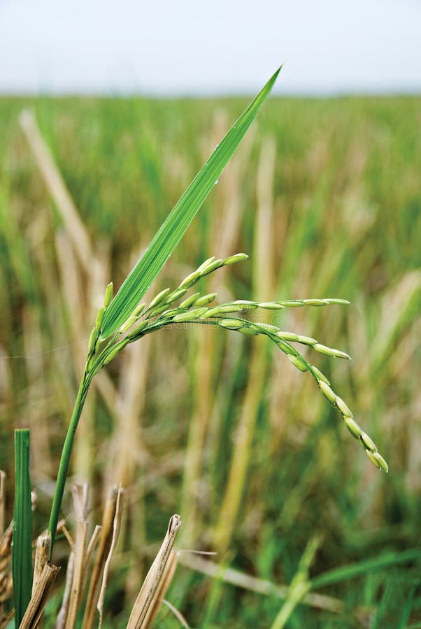Close Up of Rice Crops stock image. Image of culture - 14525089