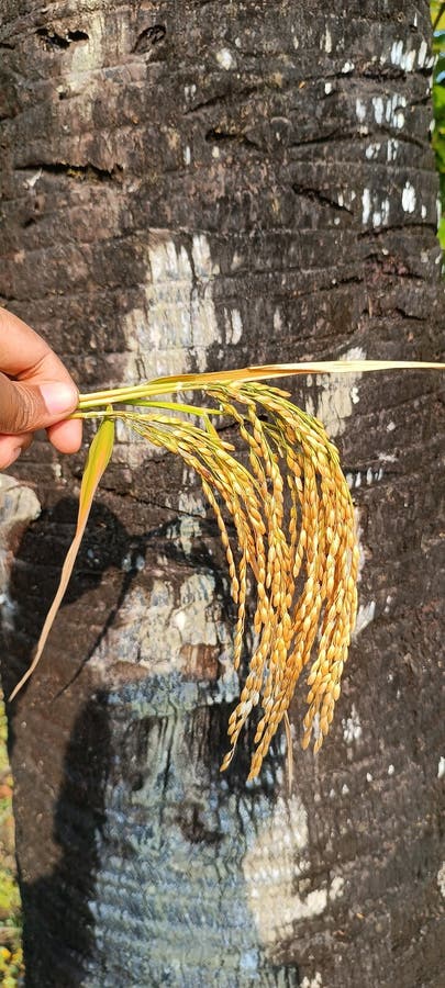 Close-up Rice Ear with Leaf Image. Stock Image - Image of iron, branch ...