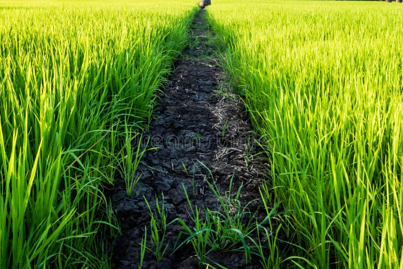 Close up Rice field stock image. Image of green, farm - 136553191