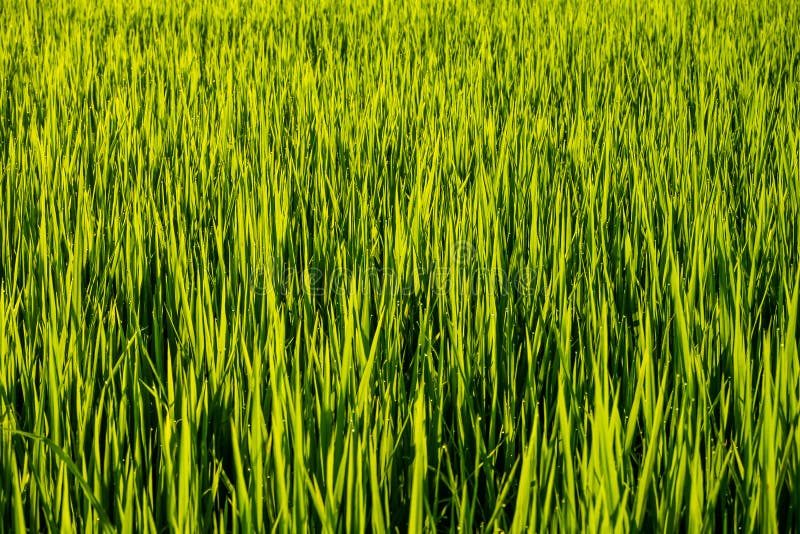 Close up Rice field stock image. Image of nature, asian - 136835043