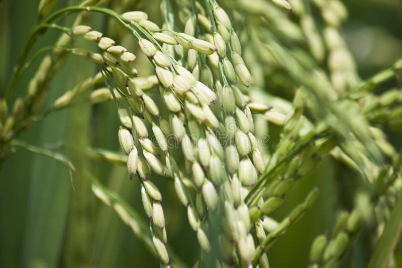 Close up of the rice stock photo. Image of close, field - 42392456