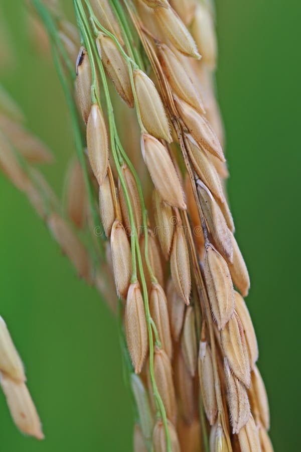 Close up rice field stock photo. Image of farm, exteriors - 78829328