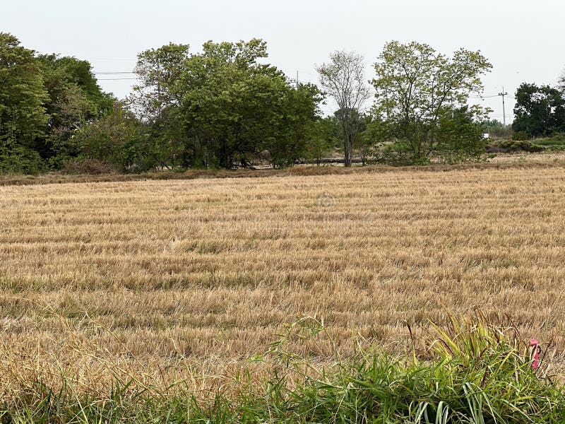 Rice Field, Agriculture Farming Stock Photo - Image of season, rural ...