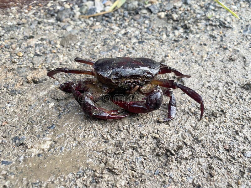 Rice Field Crab on the Ground Stock Photo - Image of animal, fresh ...