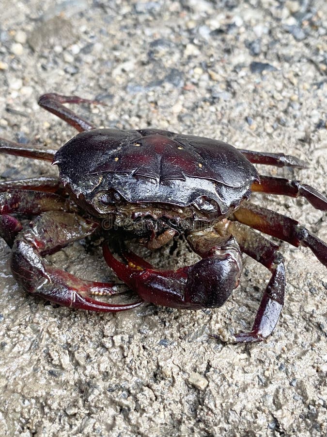 Field Crab in Rice Farmer Thailand Stock Image - Image of sunrise, grow ...