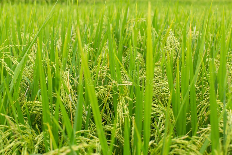 Close-up Rice Field Green Grass. Nature. Stock Image - Image of ...