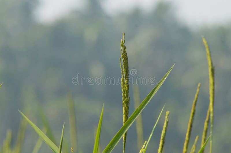 Close Up of Rice in the Field before Harvest Stock Photo - Image of ...