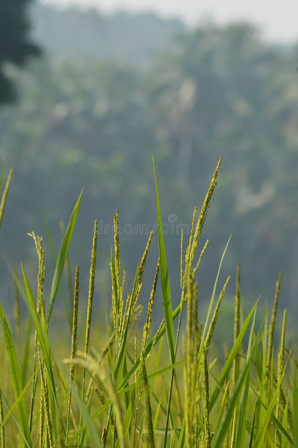 Close Up of Rice in the Field before Harvest Stock Photo - Image of ...