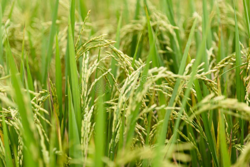 Close-up Rice Field in Java Island, Indonesia Stock Photo - Image of ...