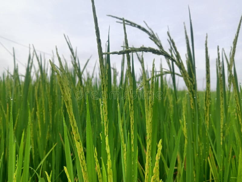 Close-up of Rice Field on Newly Generative Phase Stock Image - Image of ...