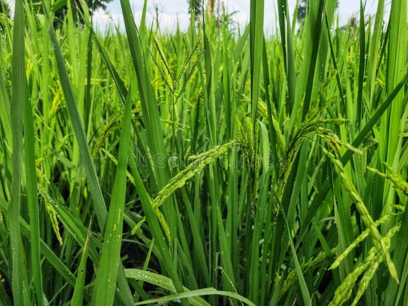 Close up rice plants stock image. Image of plant, grain - 207862433