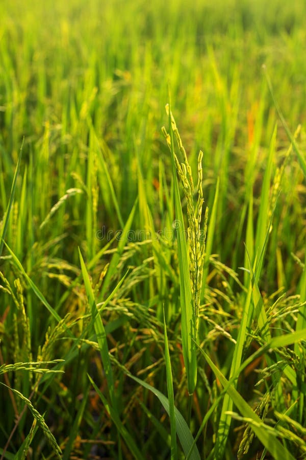 Close Up of Rice Field Sunshine Stock Photo - Image of grass, beautiful ...