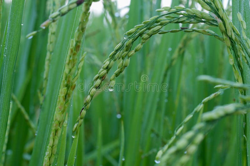Close Up Rice Field in Thailand Stock Photo - Image of seed, beautiful ...
